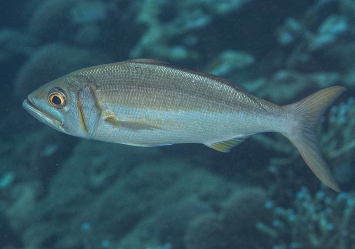 Smalltooth Jobfish (Aphareus furca) - Bali Wildlife