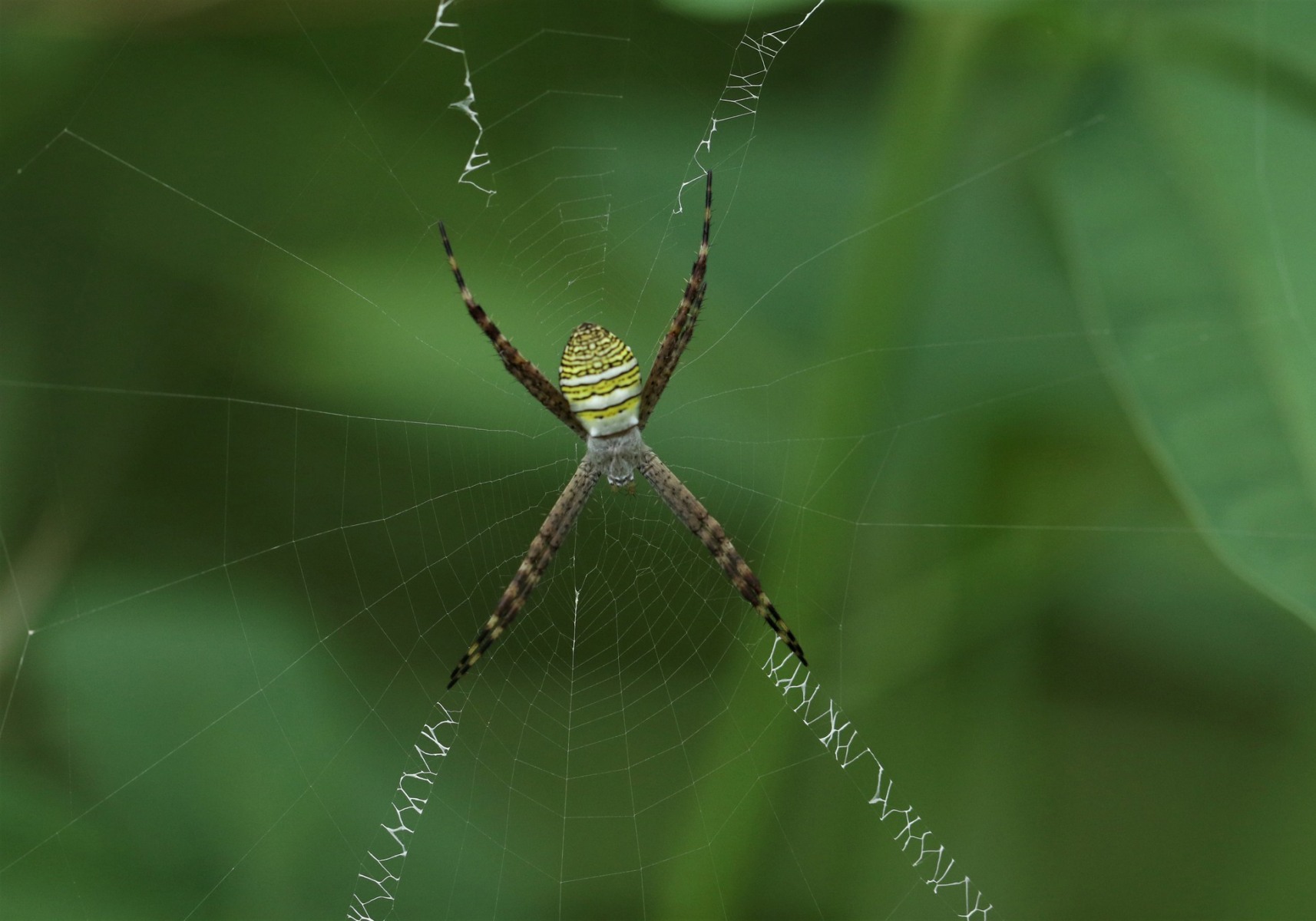 Oval Saint Andrew's Cross Spider (Argiope aemula) - Bali Wildlife