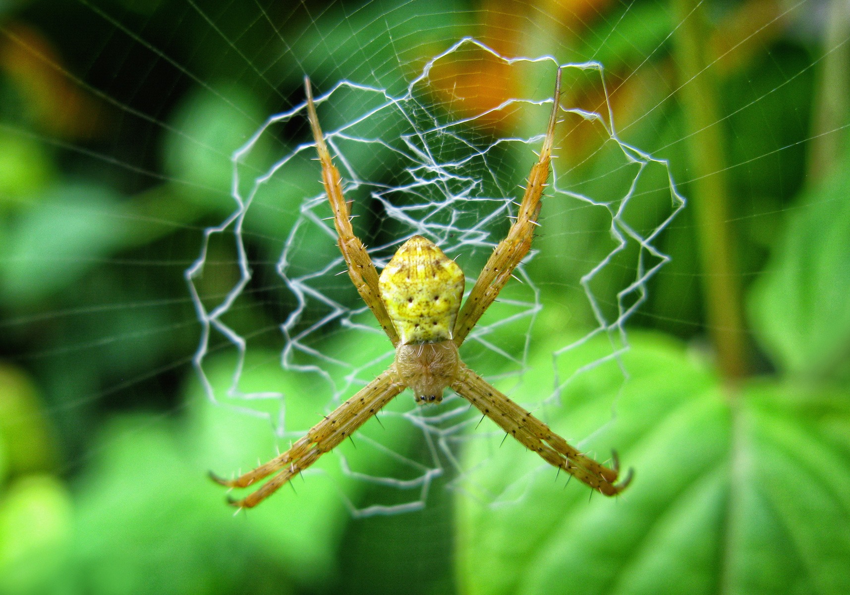 Hawaiian Garden Spider (Argiope appensa) - Bali Wildlife