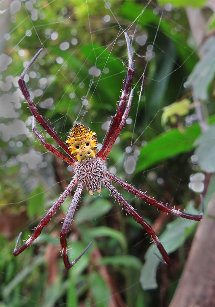 Hawaiian Garden Spider (Argiope appensa) - Bali Wildlife