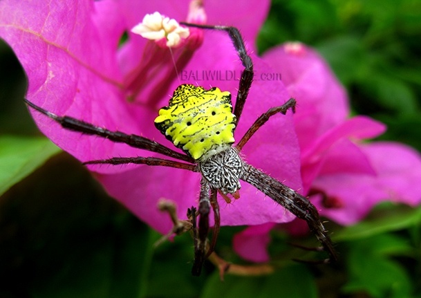 Hawaiian Garden Spider (Argiope appensa) - Bali Wildlife