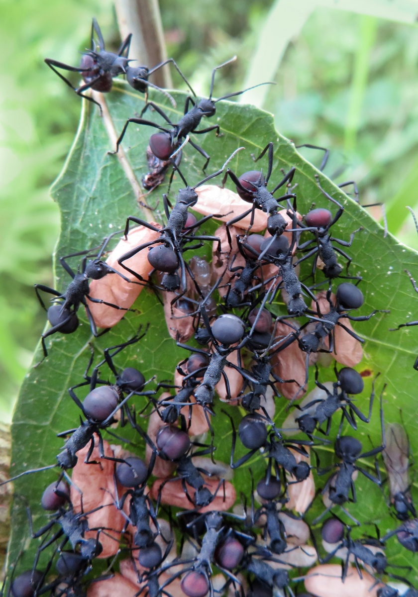 Armed Spiny Ant (Polyrhachis armata) - Bali Wildlife