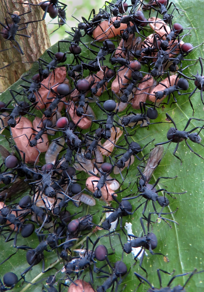 Armed Spiny Ant (Polyrhachis armata) - Bali Wildlife
