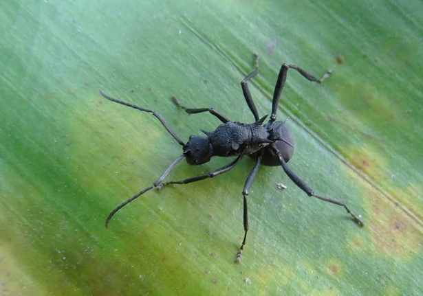Armed Spiny Ant (Polyrhachis armata) - Bali Wildlife