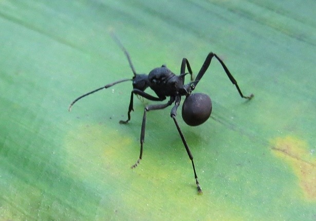 Armed Spiny Ant (Polyrhachis armata) - Bali Wildlife