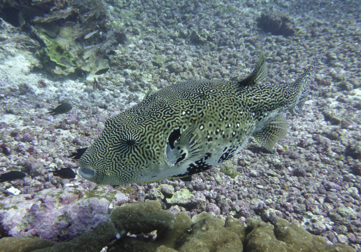 Map Puffer (Arothron mappa) - Bali Wildlife