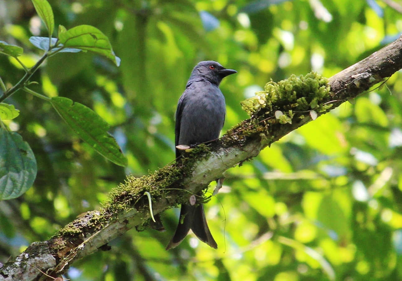 Ashy Drongo (Dicrurus leucophaeus) - Bali Wildlife