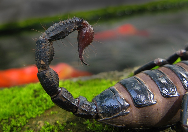 Asian Forest Scorpions (Heterometrus cyaneus) - Bali Wildlife