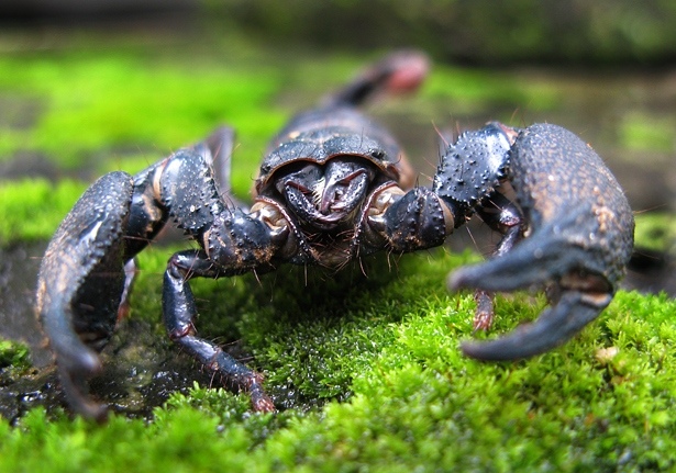 Asian Forest Scorpions (Heterometrus cyaneus) - Bali Wildlife