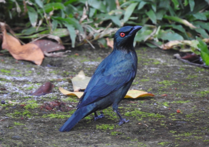 Asian Glossy Starling (Aplonis panayensis) - Bali Wildlife