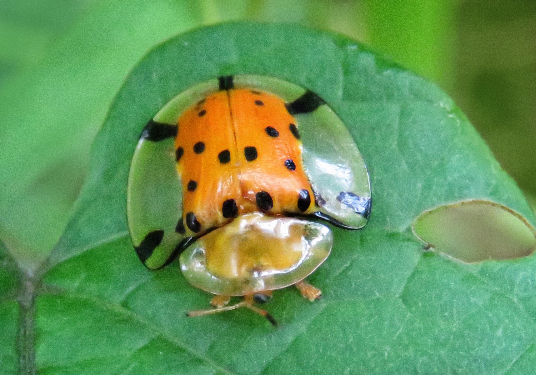 Asian Spotted Tortoise Beetle (Aspidimorpha miliaris) - Bali Wildlife