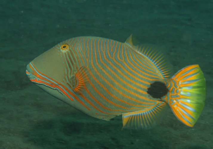 Orangestripe Triggerfish (Balistapus undulatus) - Bali Wildlife