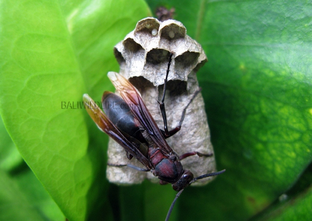 Banded Paper Wasp (Polistes sagittarius) - Bali Wildlife