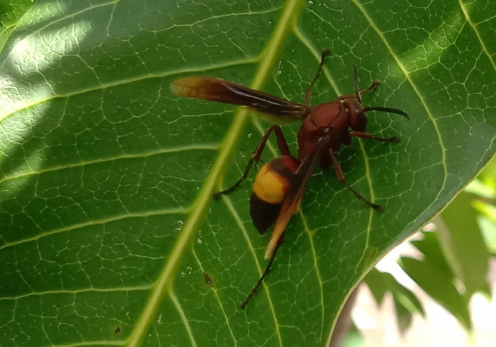 Banded Paper Wasp (Polistes sagittarius) - Bali Wildlife