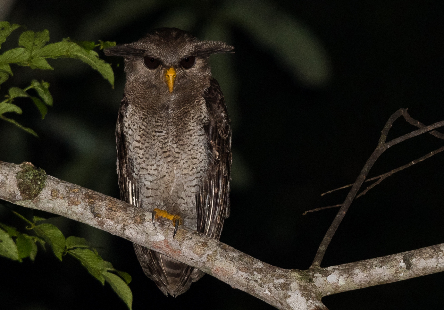 Malay Eagle Owl