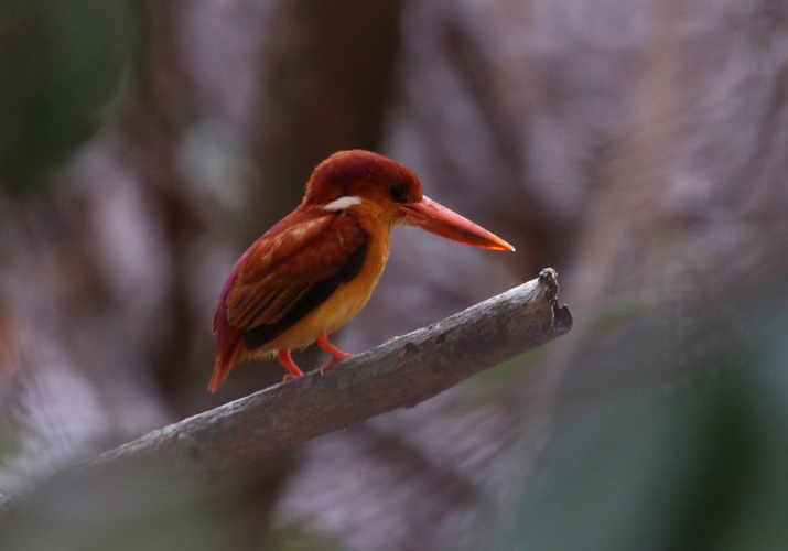 Raja Udang Punggung Merah (Ceyx erithacus) - Bali Wildlife