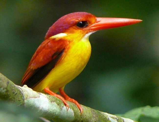 Raja Udang Punggung Merah (Ceyx erithacus) - Bali Wildlife