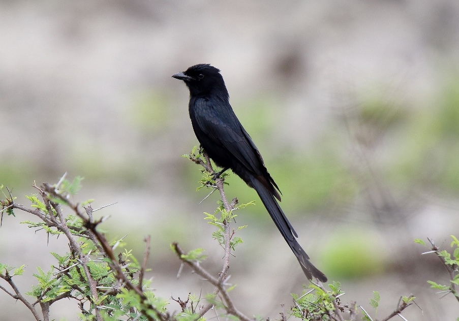 Black Drongo (Dicrurus macrocercus) - Bali Wildlife