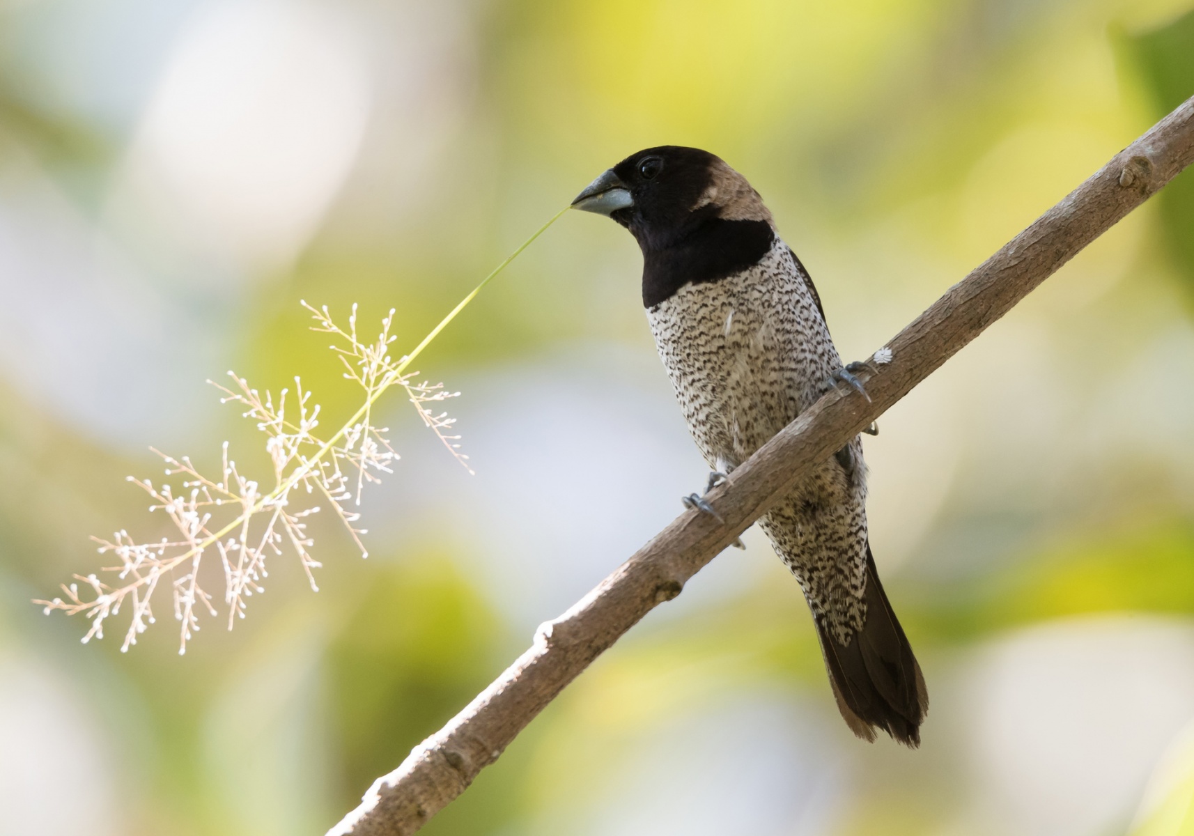 Black – faced Munia (Lonchura molucca) - Bali Wildlife