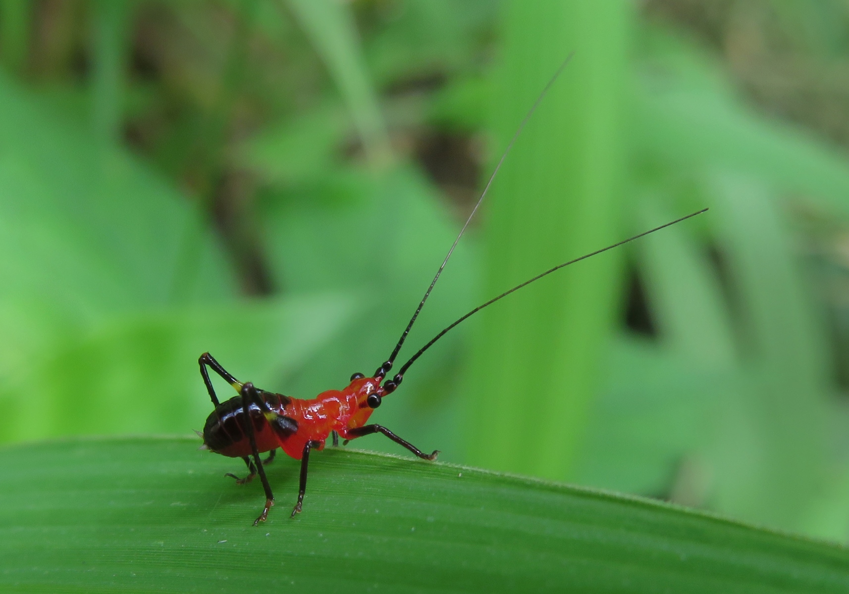 Black-kneed Meadow Katydid (Conocephalus melaenus) - Bali Wildlife