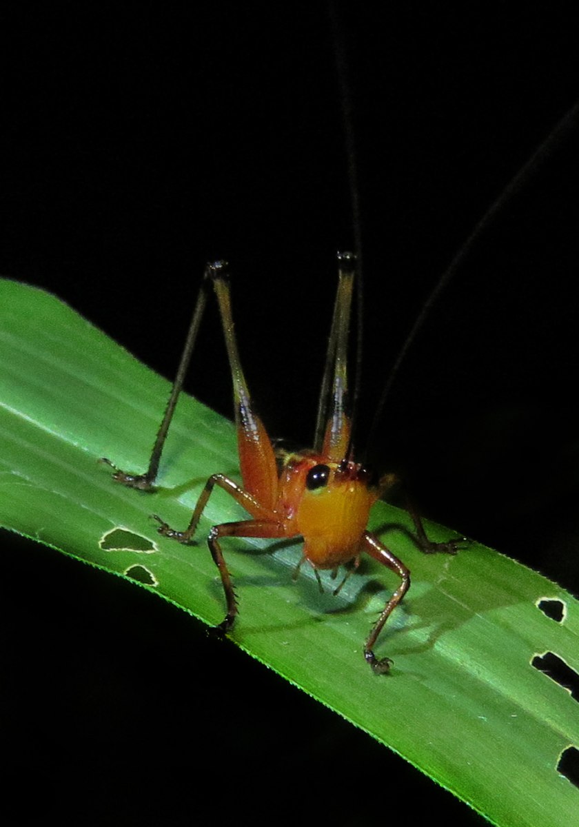 Black-kneed Meadow Katydid (Conocephalus melaenus) - Bali Wildlife