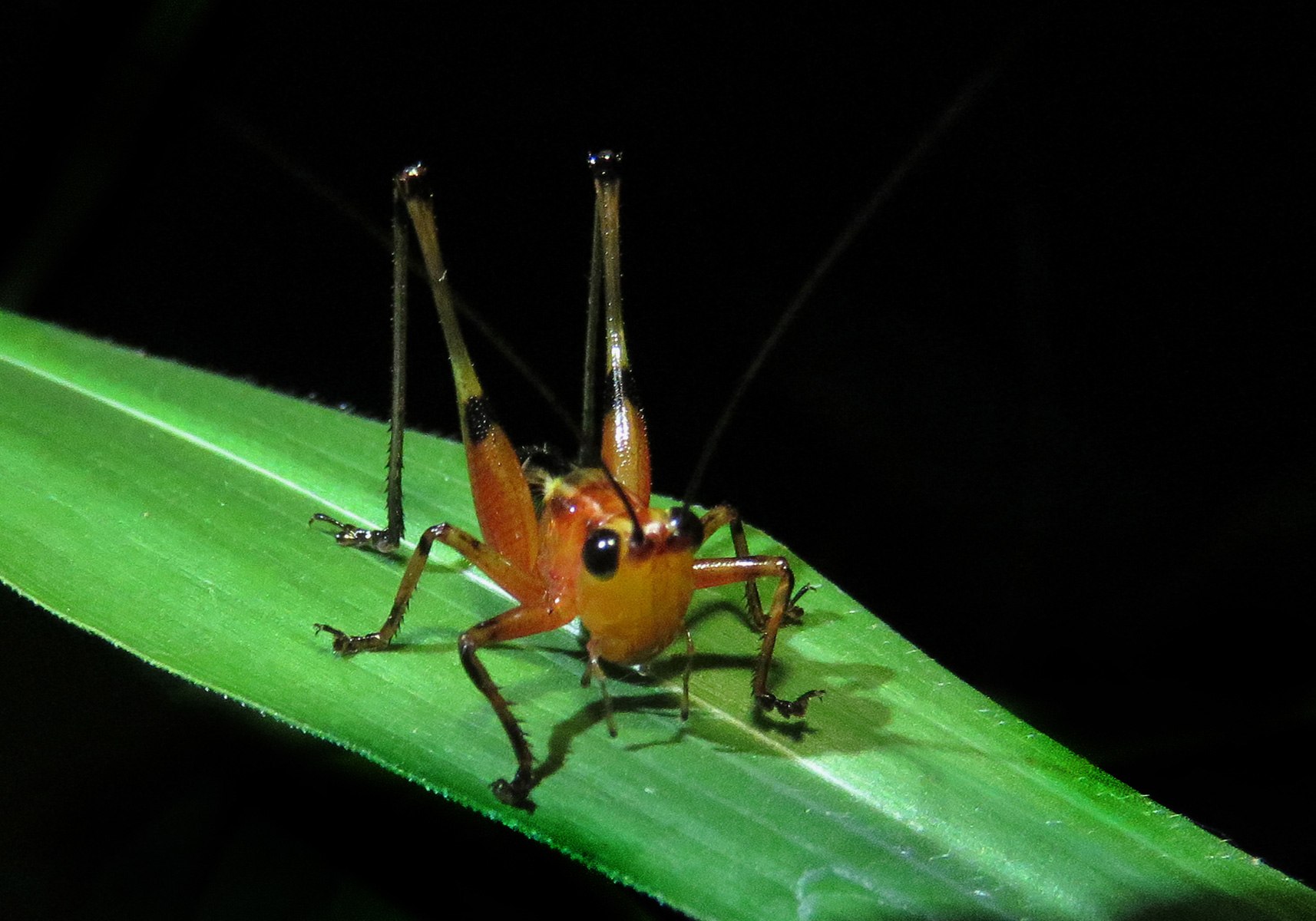 Black-kneed Meadow Katydid (Conocephalus melaenus) - Bali Wildlife