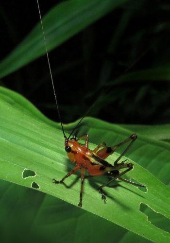 Black-kneed Meadow Katydid (Conocephalus melaenus) - Bali Wildlife