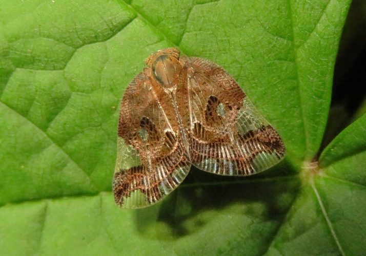 Black Planthopper (Ricania speculum) - Bali Wildlife