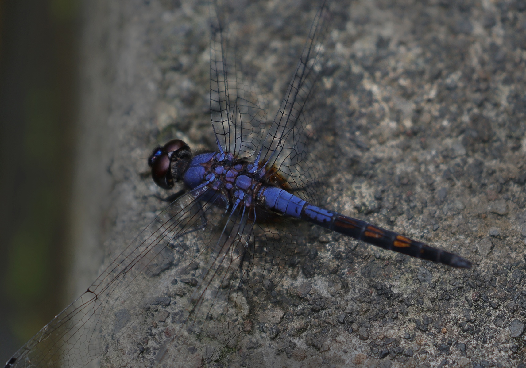 Black Stream Glider (Trithemis festiva) - Bali Wildlife