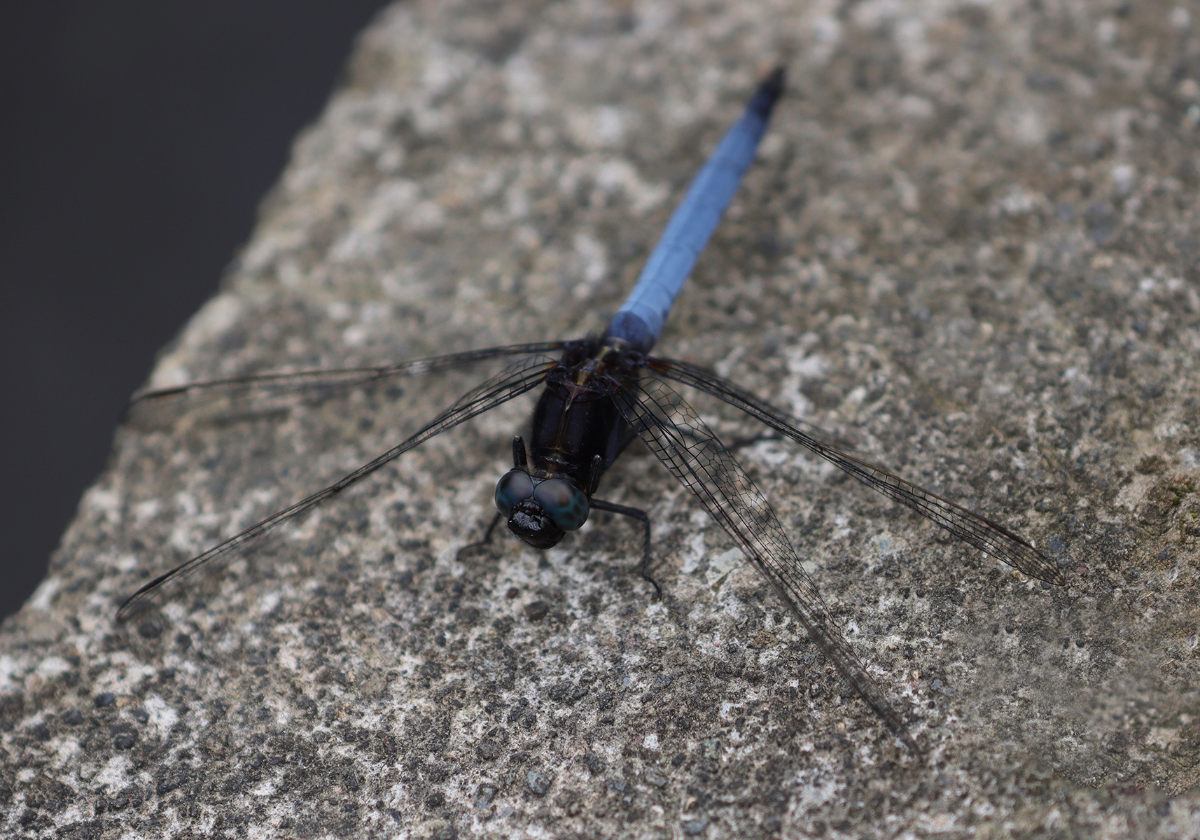 Black Stream Glider (Trithemis festiva) - Bali Wildlife