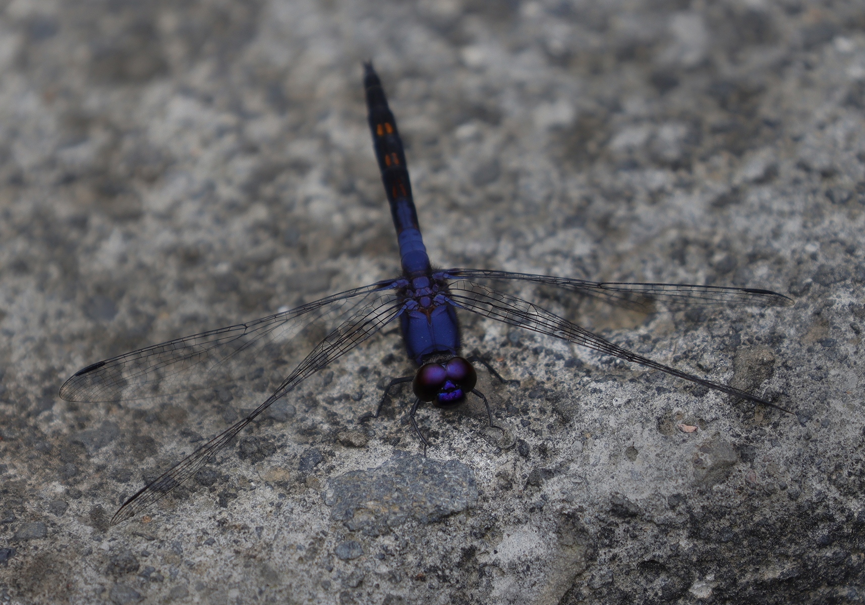 Black Stream Glider (Trithemis festiva) - Bali Wildlife