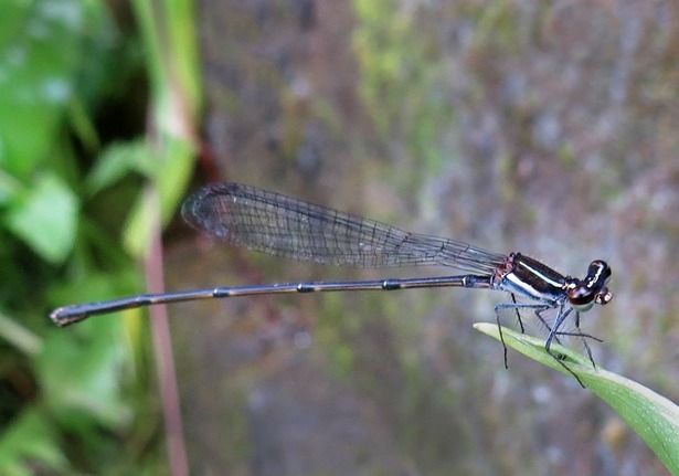 Black Threadtail (Prodasineura autumnalis) - Bali Wildlife