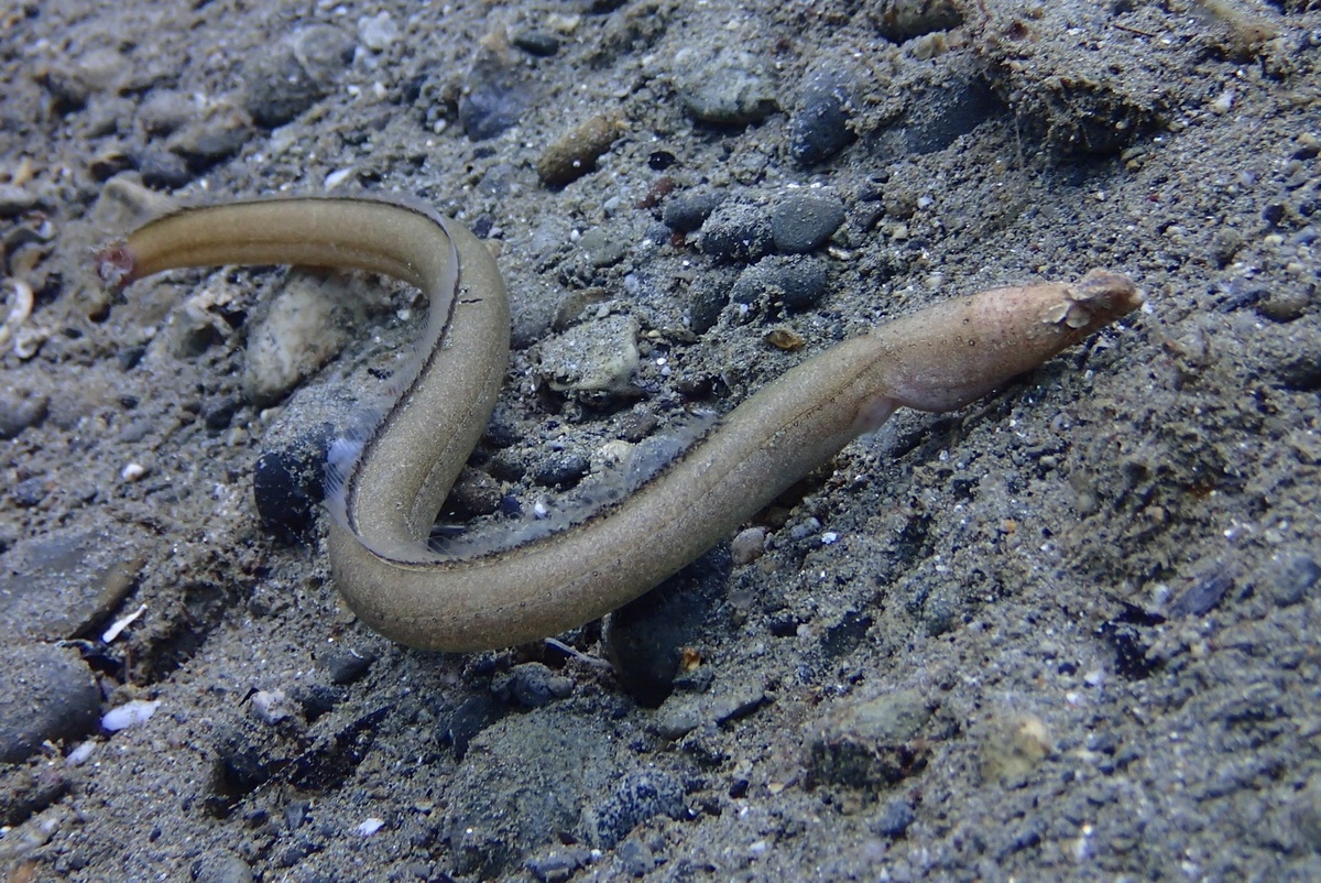 Crocodile Snake Eel (Brachysomophis crocodilinus) - Bali Wildlife