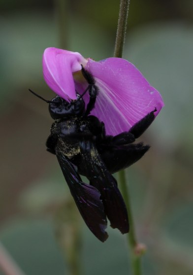 Broad-handed Carpenter Bee (Xylocopa latipes) - Bali Wildlife