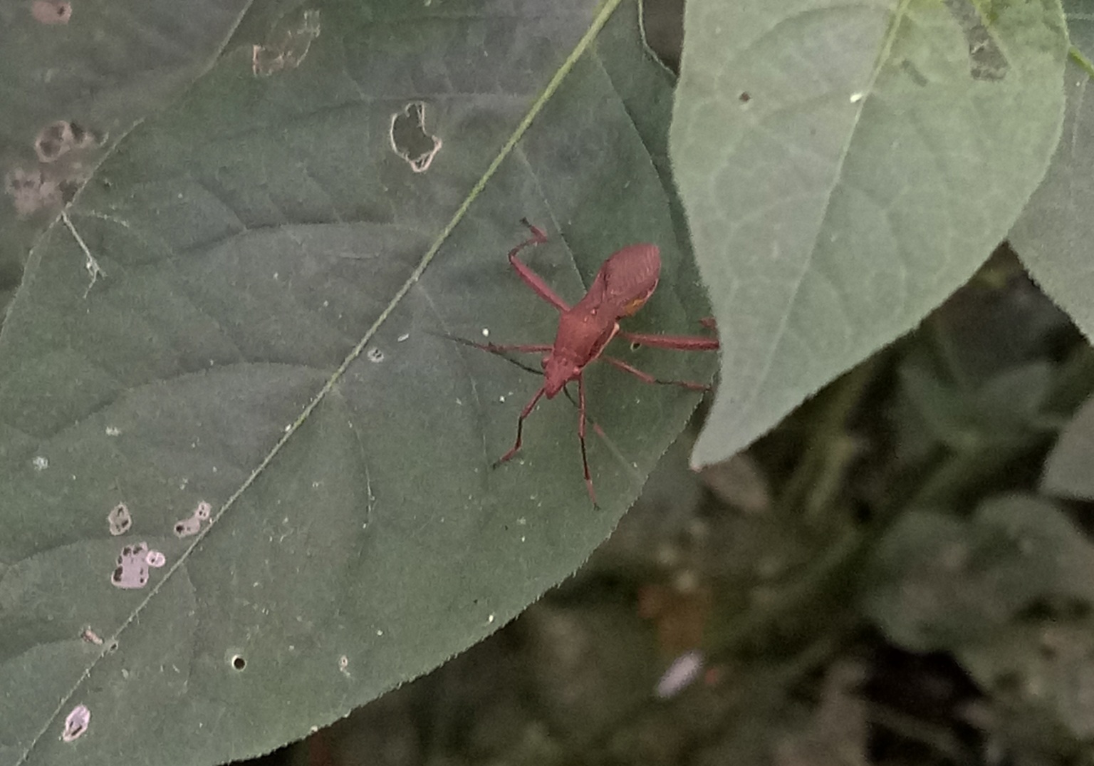 Broad-headed Bugs (Riptortus linearis) - Bali Wildlife