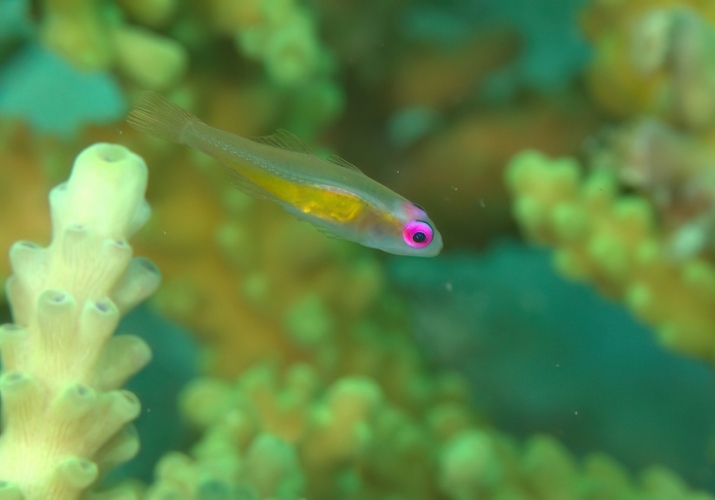 Purple-eye Goby (Bryaninops natans) - Bali Wildlife