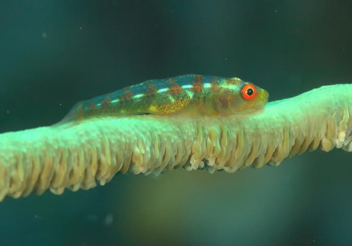 Wire Coral Goby (Bryaninops yongei) - Bali Wildlife