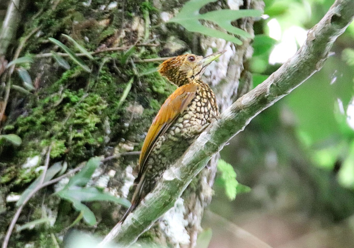 Buff-Spotted Flameback (Chrysocolaptes lucidus) - Bali Wildlife
