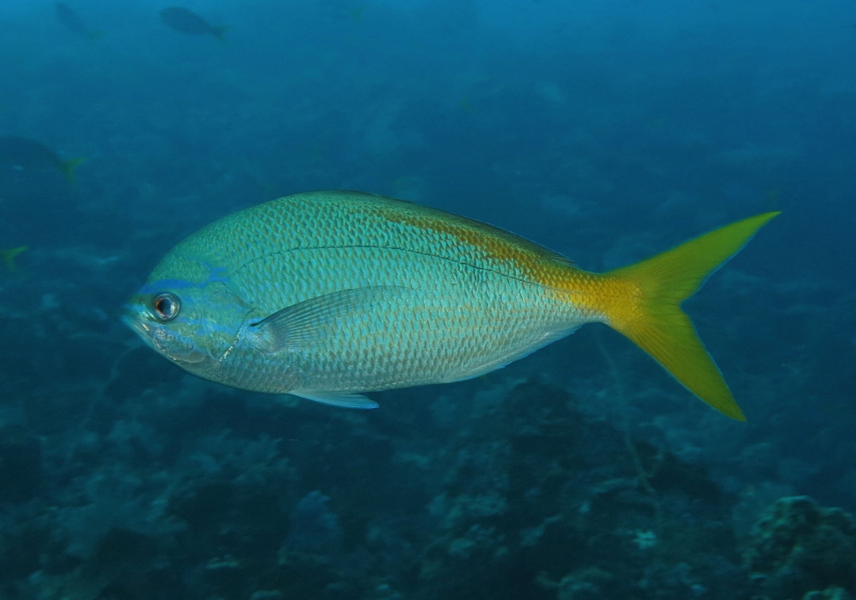 Yellowtail Fusilier (Caesio cuning) - Bali Wildlife