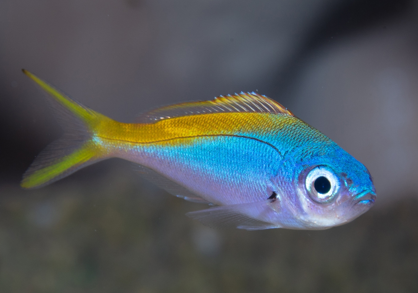 Blue-and-yellow Fusilier (Caesio teres) - Bali Wildlife