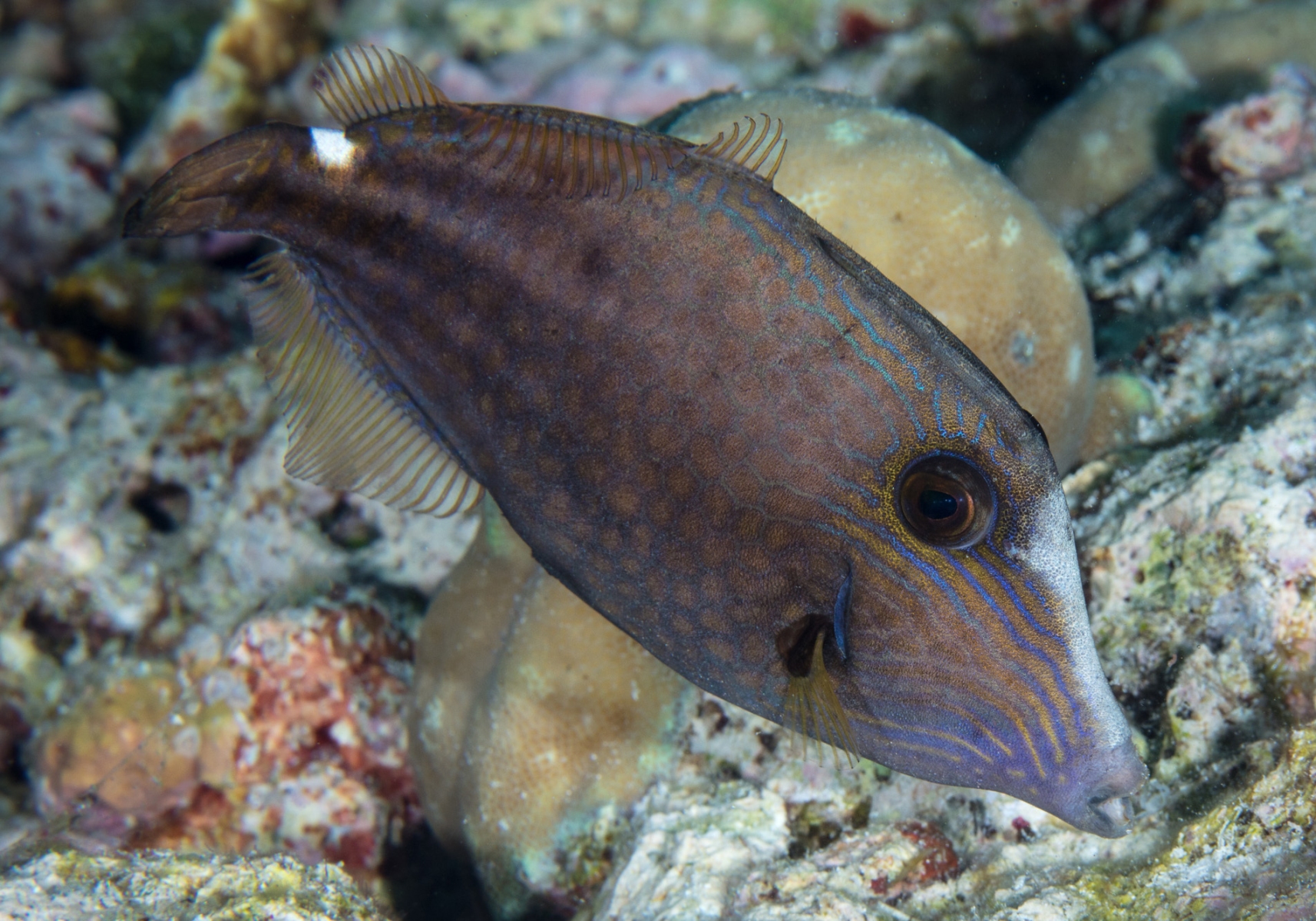 Wirenet Filefish (Cantherhines pardalis) - Bali Wildlife