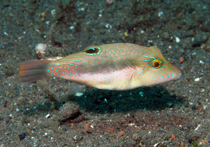 Whitebelly Toby (Canthigaster bennetti) - Bali Wildlife