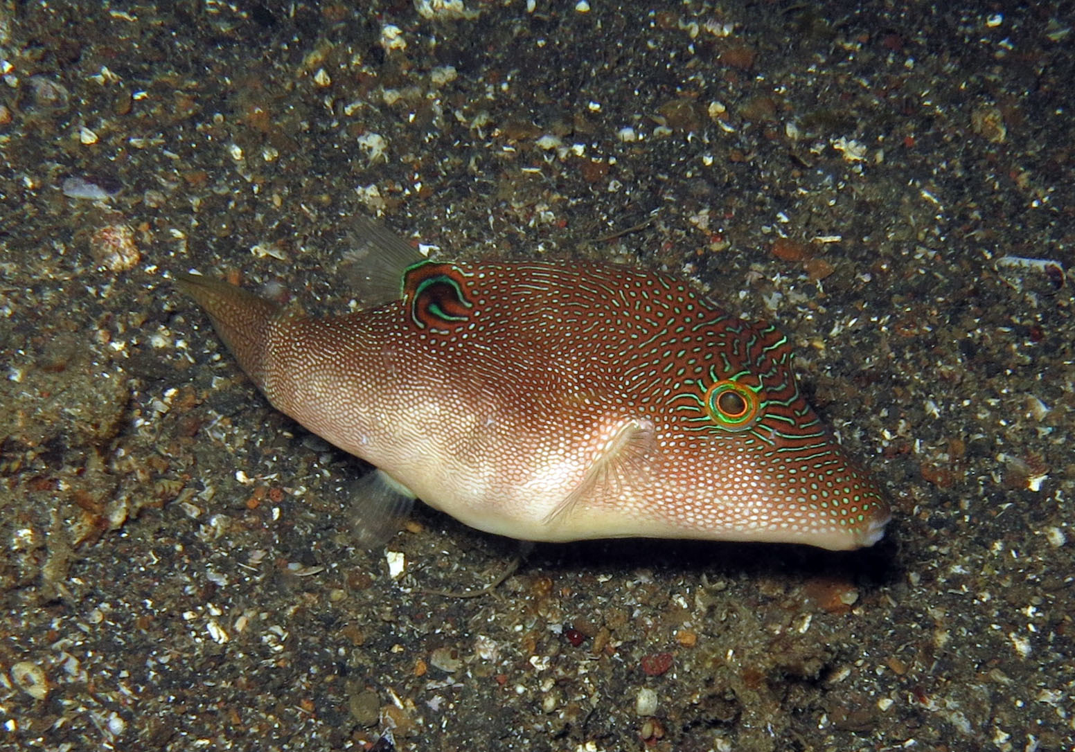 Fingerprint Toby (Canthigaster compressa) - Bali Wildlife