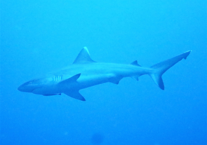 Grey Reef Shark (Carcharhinus amblyrhynchos) - Bali Wildlife