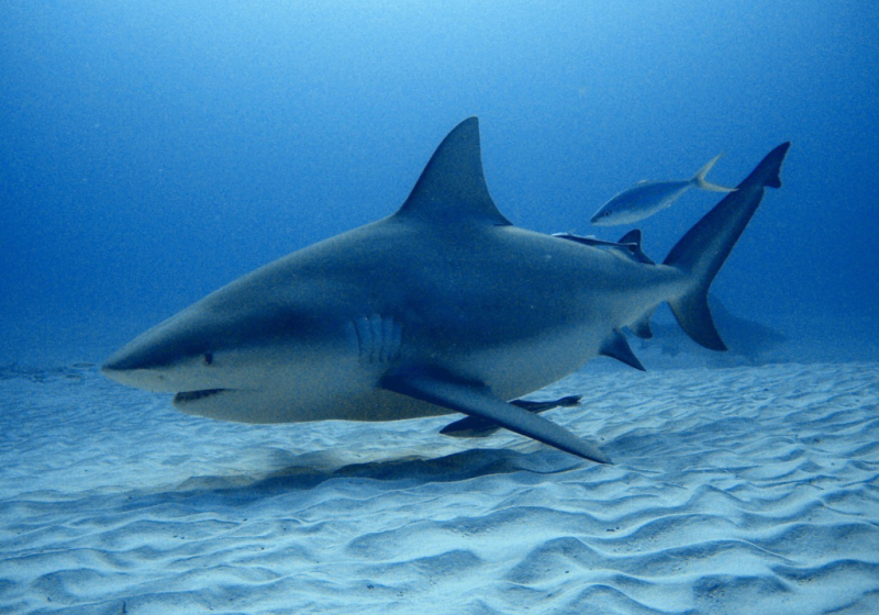 Bull Shark (Carcharhinus leucas) - Bali Wildlife