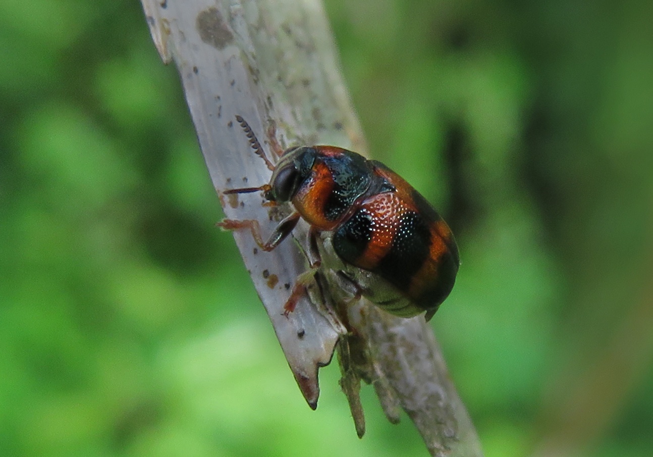 Case-bearing Leaf Beetles (Aspidolopha buquetii) - Bali Wildlife