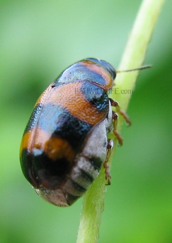 Case-bearing Leaf Beetles (Aspidolopha buquetii) - Bali Wildlife