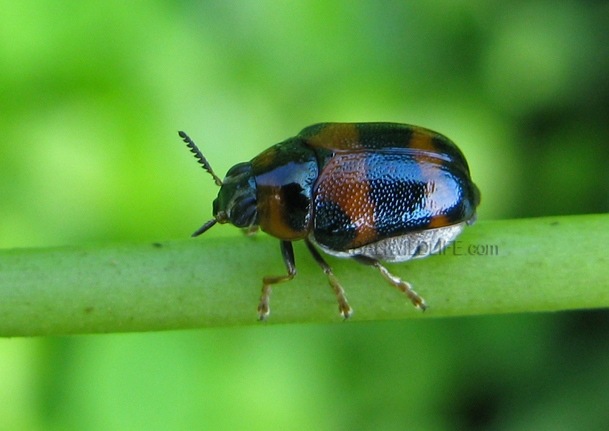 Case-bearing Leaf Beetles (Aspidolopha buquetii) - Bali Wildlife