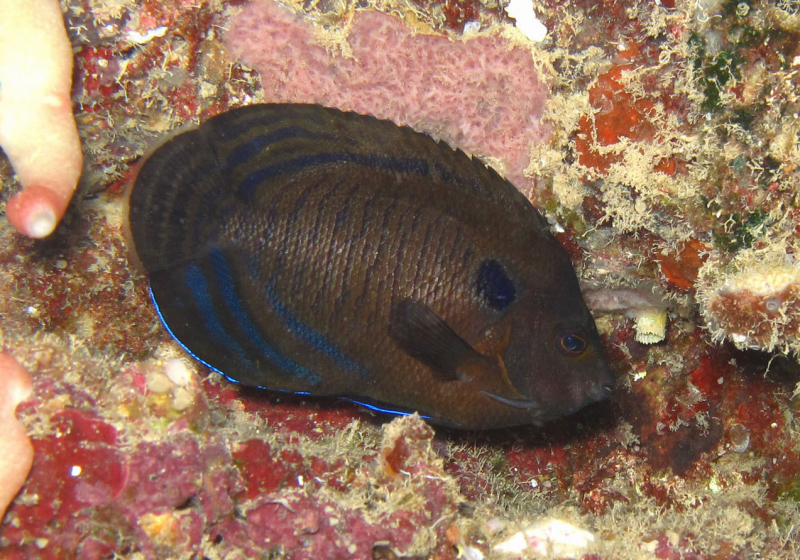 Brown Pygmy Angelfish (Centropyge multispinis) - Bali Wildlife
