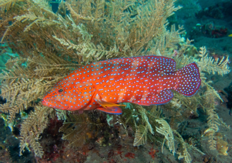 Coral Grouper (Cephalopholis miniata) - Bali Wildlife
